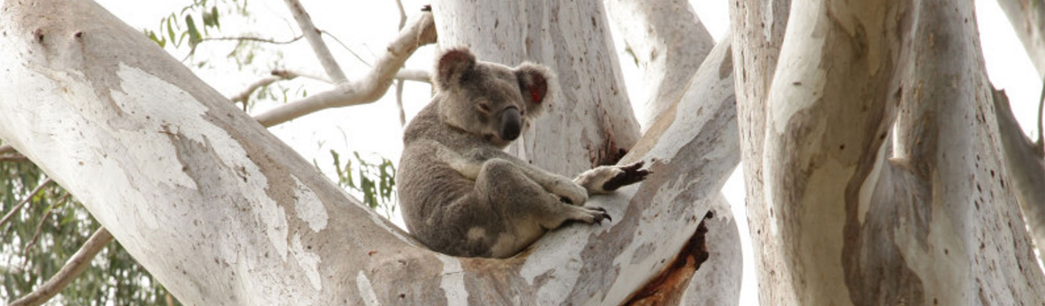 Coominya State School
